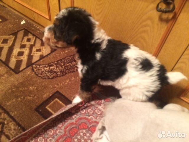 Щенки фокстерьер