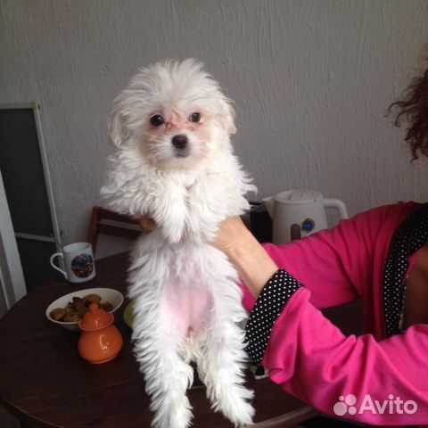 Мальтийская болонка