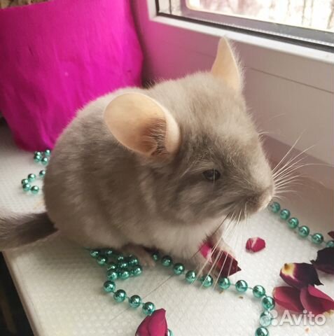 Шиншилла самец светлая пастель носитель ангоры