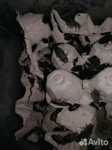 Пепельные кормовые тараканы