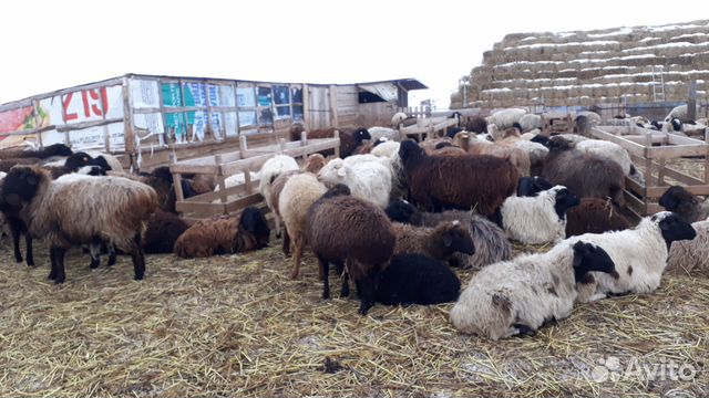 Овцы ягнята