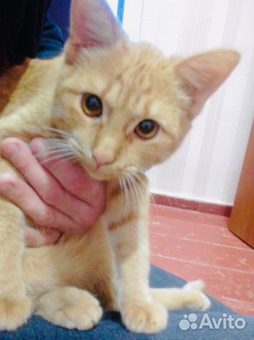 Отдам в добрые руки