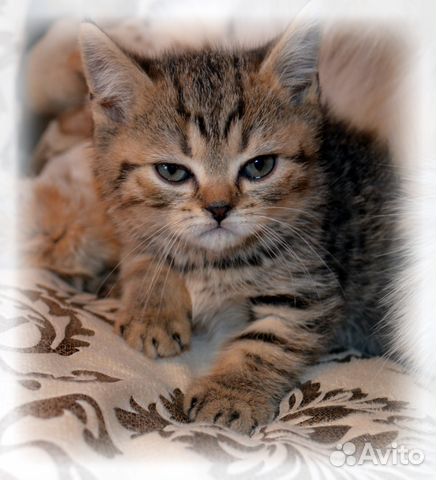 Продам мальчика скоттиш-страйт