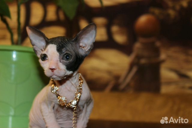 Кошечка Донского сфинкса