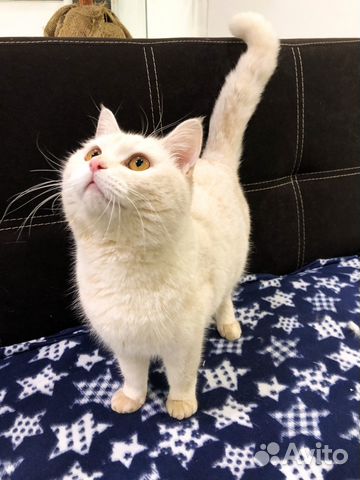 Котя в добрые руки