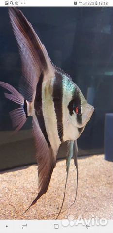 Отдам сколярий 7-10 см