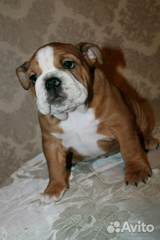 Английский бульдог