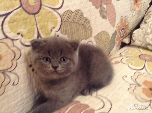 Шотландский котяра