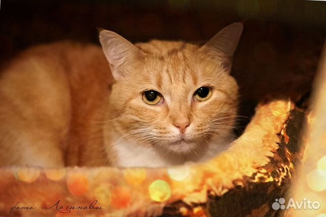 Красавица- Кошка Анфиса 4 года