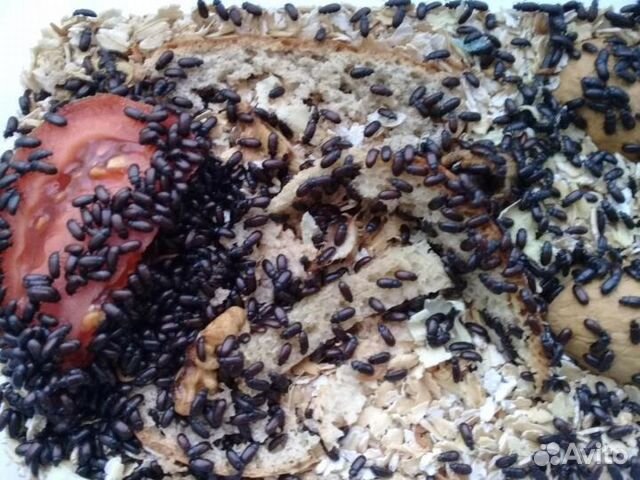 Жук-знахарь (Жук-чернотелка)