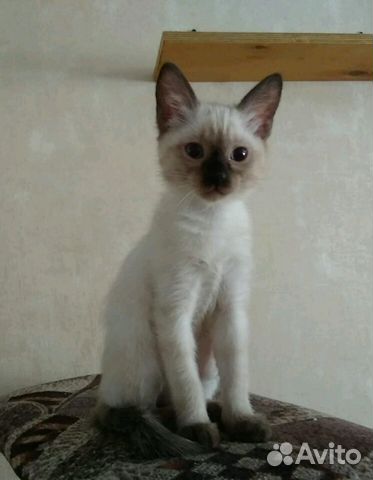 Тайские котята