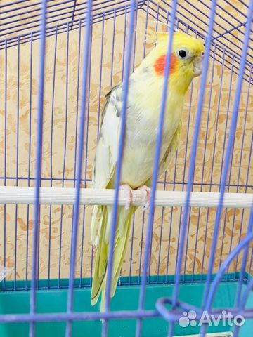 Попугай Карелла