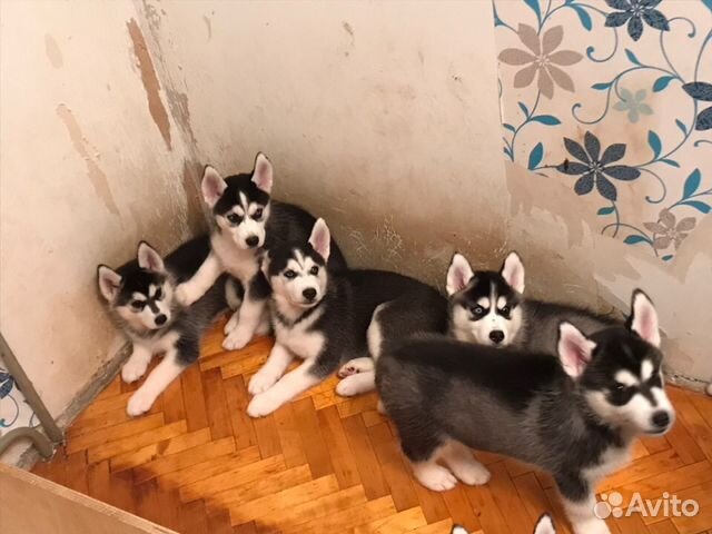 Продажа очаровательных щенков Хаски