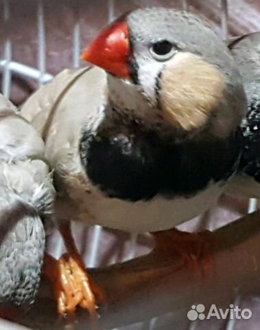 Самцы зебровой амадины