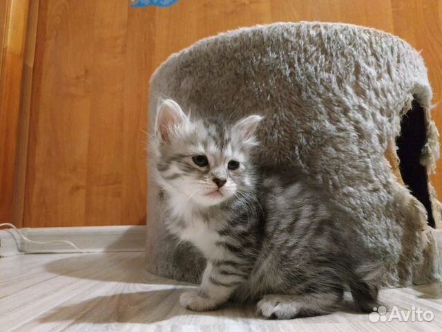 Курильский бобтейл