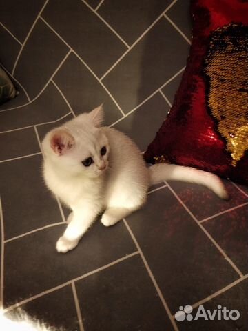 Кошечки британские