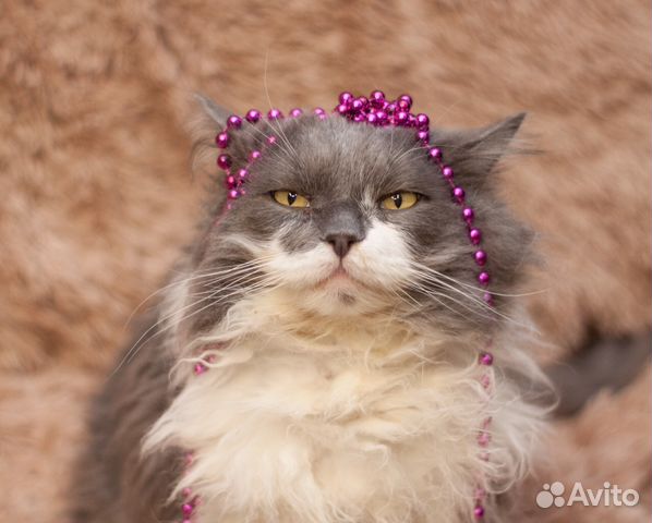 Кот Боцман ищет дом