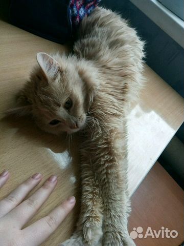 Отдам котика в связи с переездом, 8 месяцев