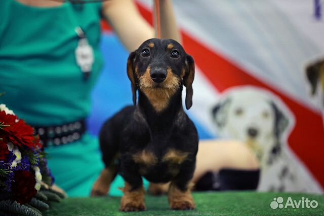 Подрощенный миниатюрный жесткошерстный "парнишка"