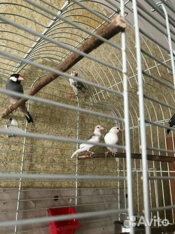 Рисовые амадины