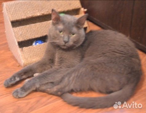 В добрые руки