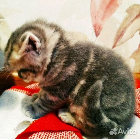 Шотландец прямоушка мальчик полосатенький