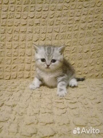 Продаются породистые котята