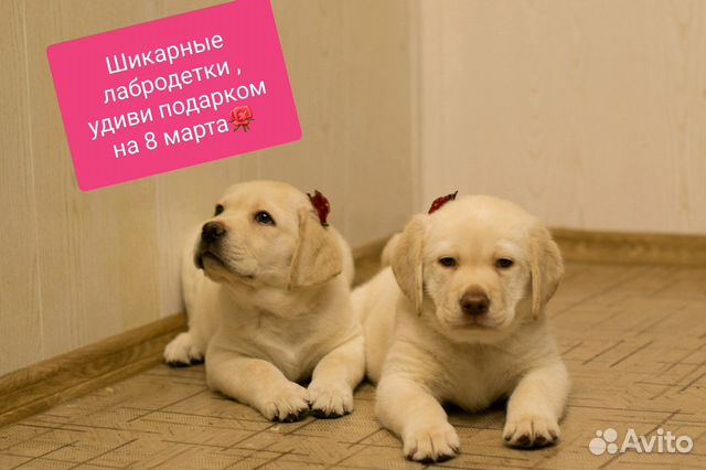 Лабродетки