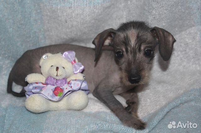 Кому эксклюзивчик-лысенькая такса)