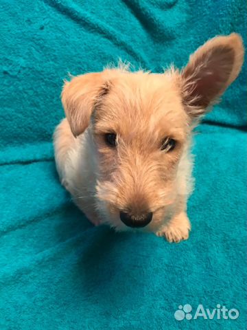 Скотч-терьер пшеничный продажа