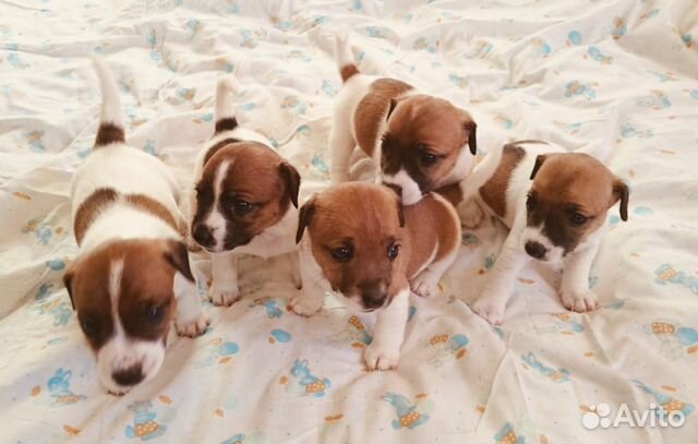 Джек Рассел Терьер щенки
