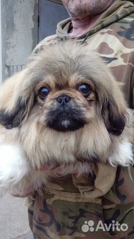 Мальчишки пекинесики