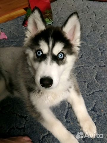 Сибирский хаски