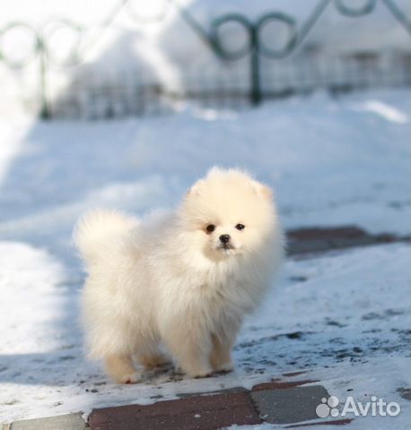 Шпица померанского девочка
