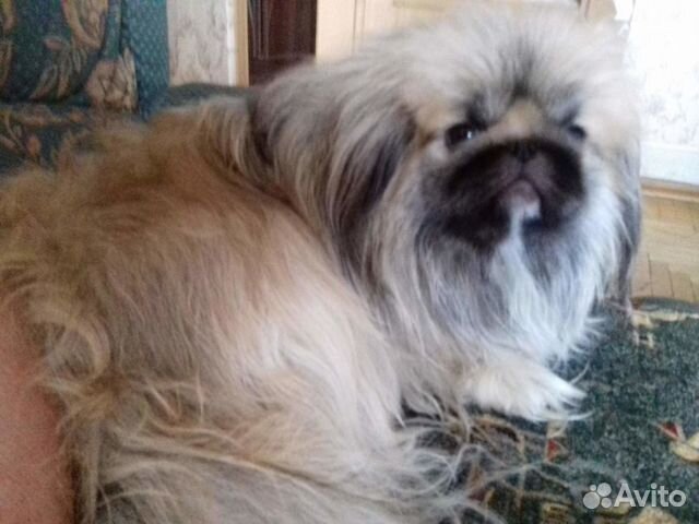 Молодого чистопородного Арчи в дар