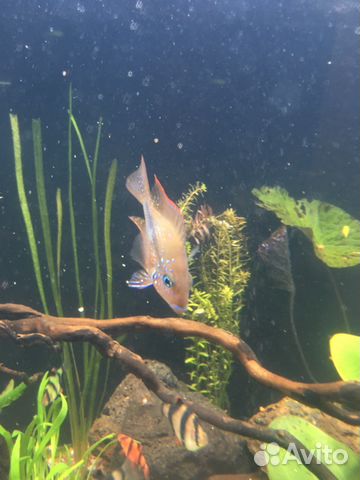 Цихлозома Элиота