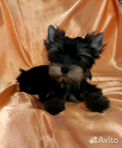 Йоркширский терьер