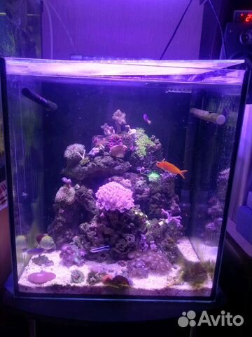 Готовый морской аквариум 40х40х45