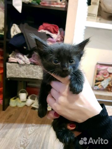Миленькая черная кошечка