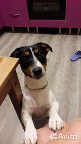 Вязка кобель