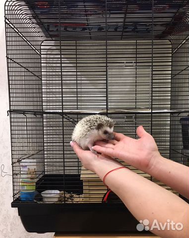 Африканский ёж с клеткой