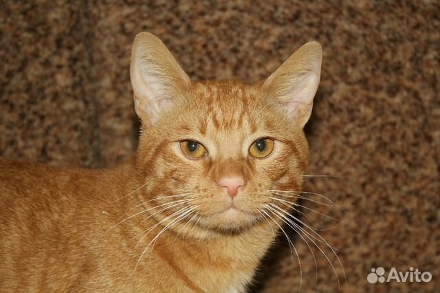 Солнечный Персик, 8 месяцев