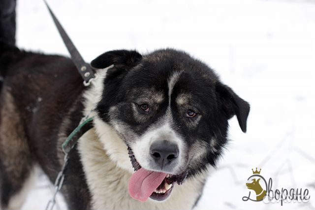 Отличный парень по кличке Балу