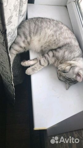 Вязка кота