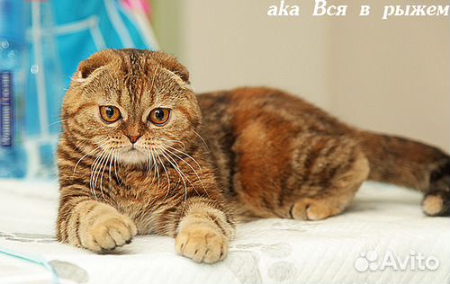 В Добрые руки, только для достойной жизни