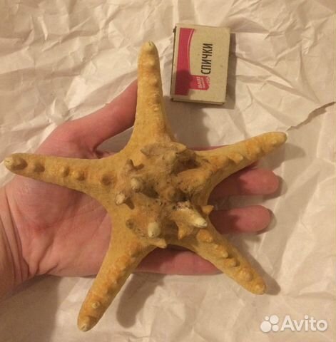 Морская звезда засушенная