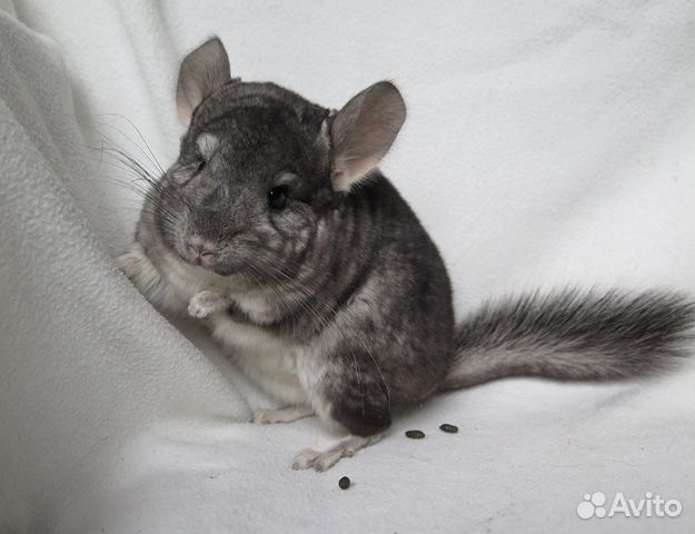 Шиншилла девочка носитель ангоры