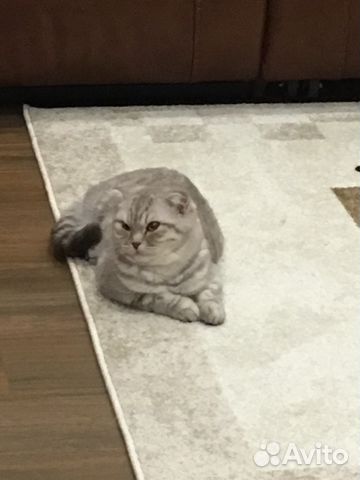 Шотландская вислоухая. Матильда(Мотя) кошка