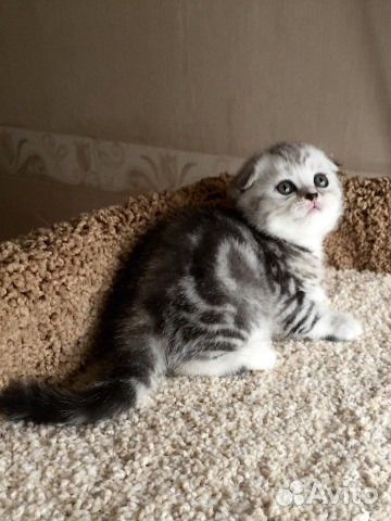 Мраморные котята и вискас окрас