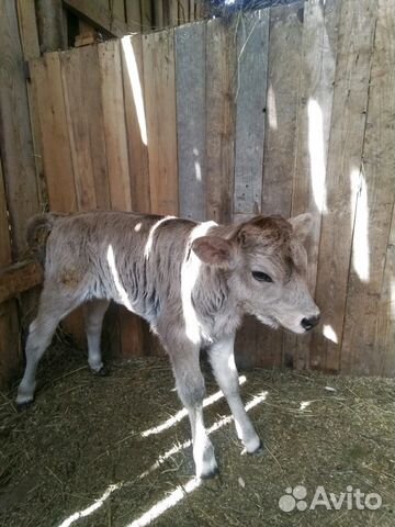 Телачка 4 дня